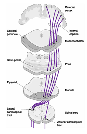 Descending tract - RME